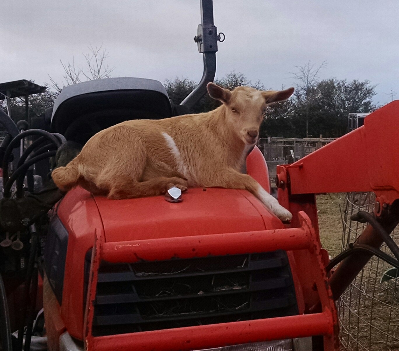 Nigerian Dwarf Goats – Sandlin Farms