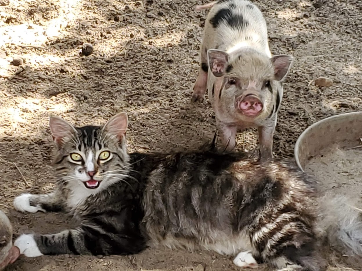 Miniature Juliana Pigs – Sandlin Farms