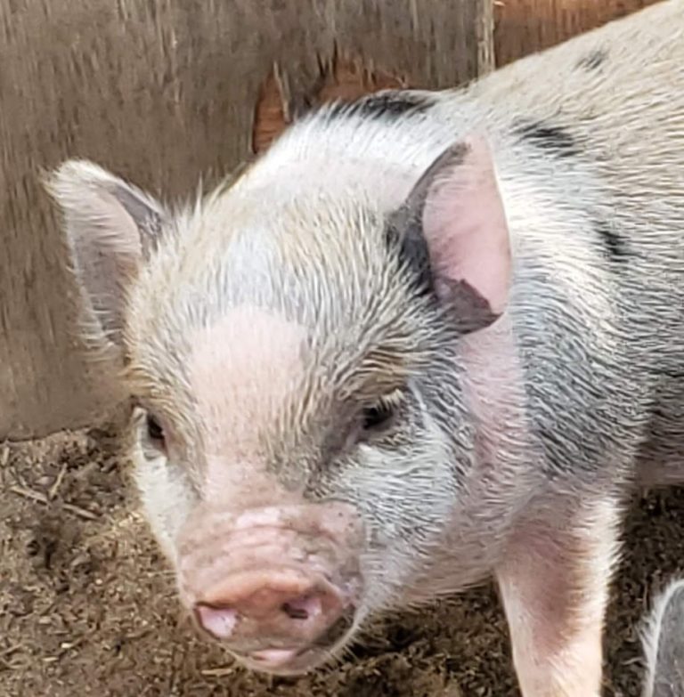 Miniature Juliana Pigs – Sandlin Farms