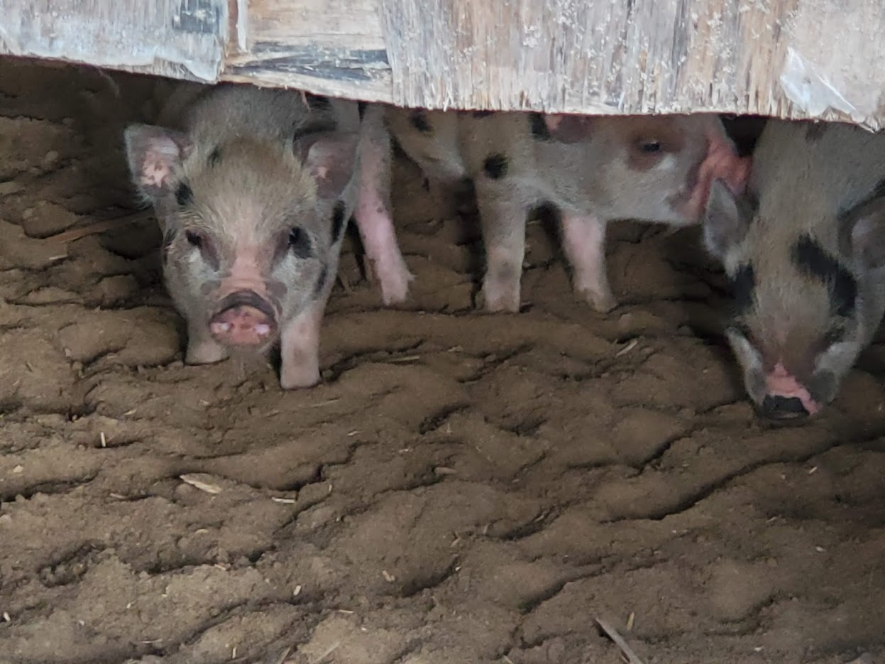 Miniature Juliana Pigs – Sandlin Farms