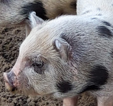 Miniature Juliana Pigs – Sandlin Farms