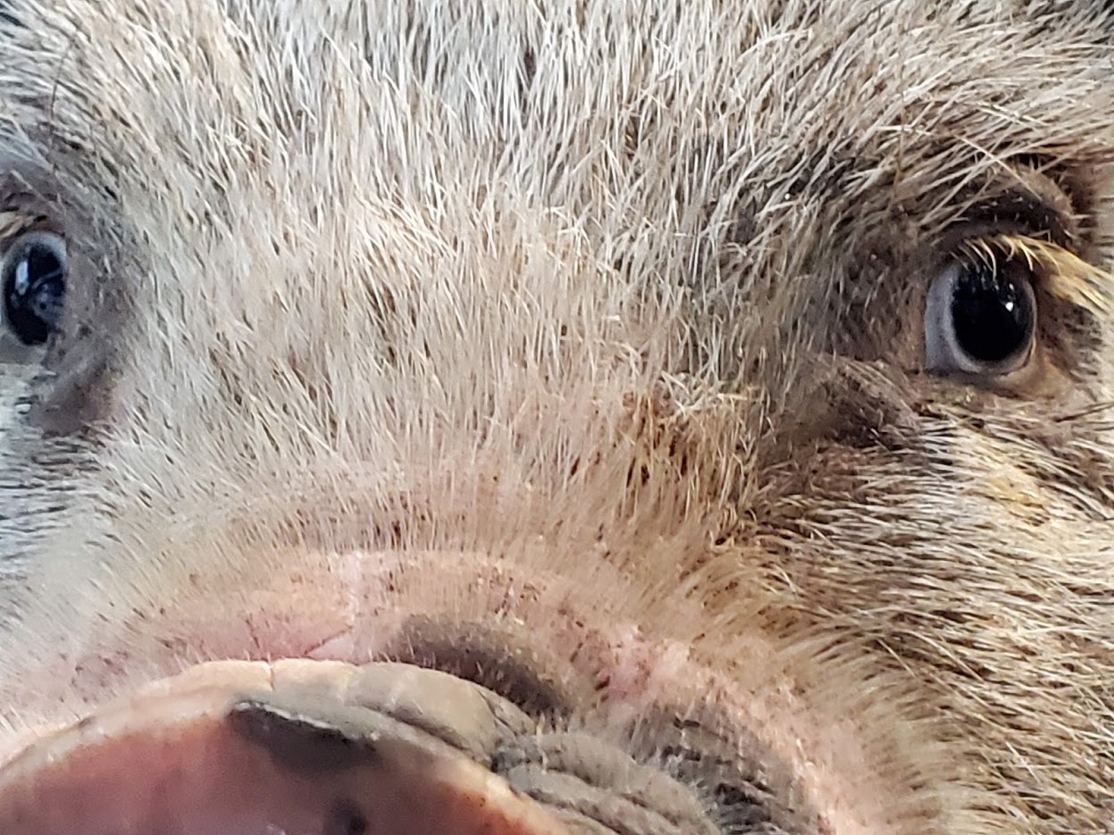 Miniature Juliana Pigs – Sandlin Farms