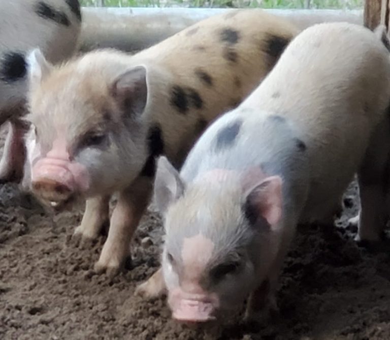 Miniature Juliana Pigs – Sandlin Farms
