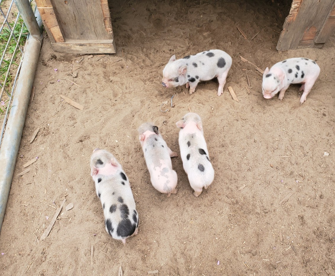 Miniature Juliana Pigs – Sandlin Farms