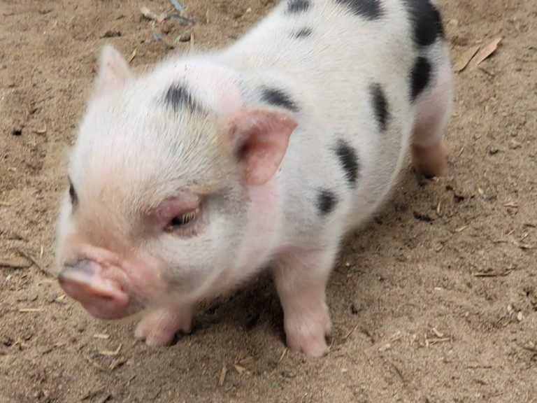 Miniature Juliana Pigs – Sandlin Farms