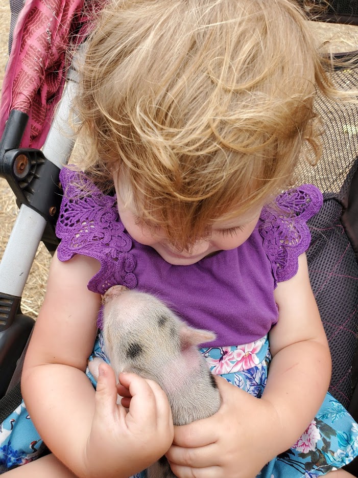 Miniature Juliana Pigs For Sale – Sandlin Farms