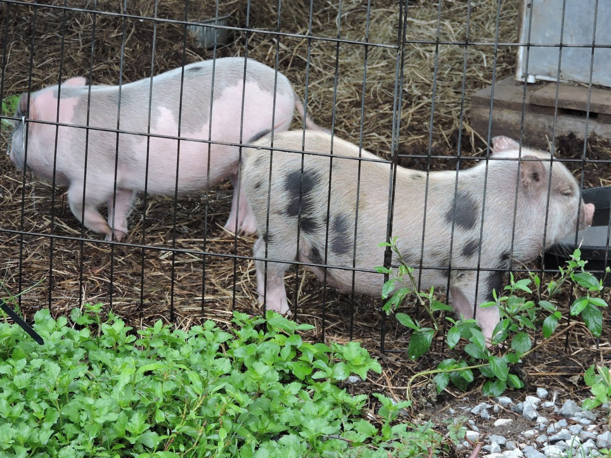Miniature Juliana Pigs – Sandlin Farms