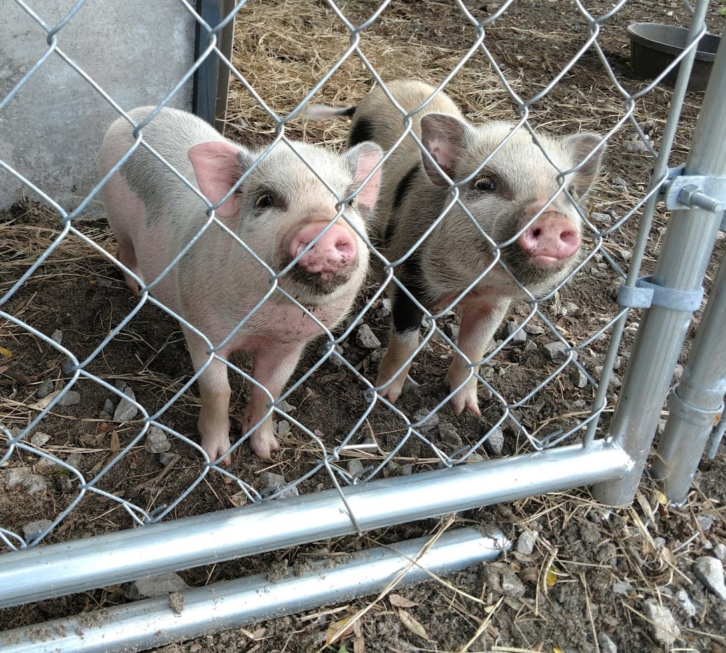 Miniature Juliana Pigs – Sandlin Farms