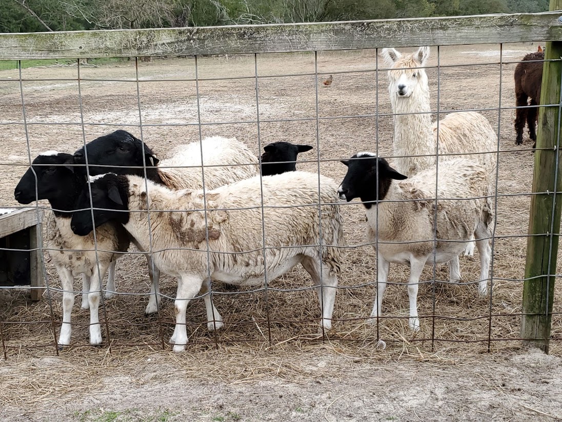 Purebred Blackhead Dorper Sheep – Sandlin Farms