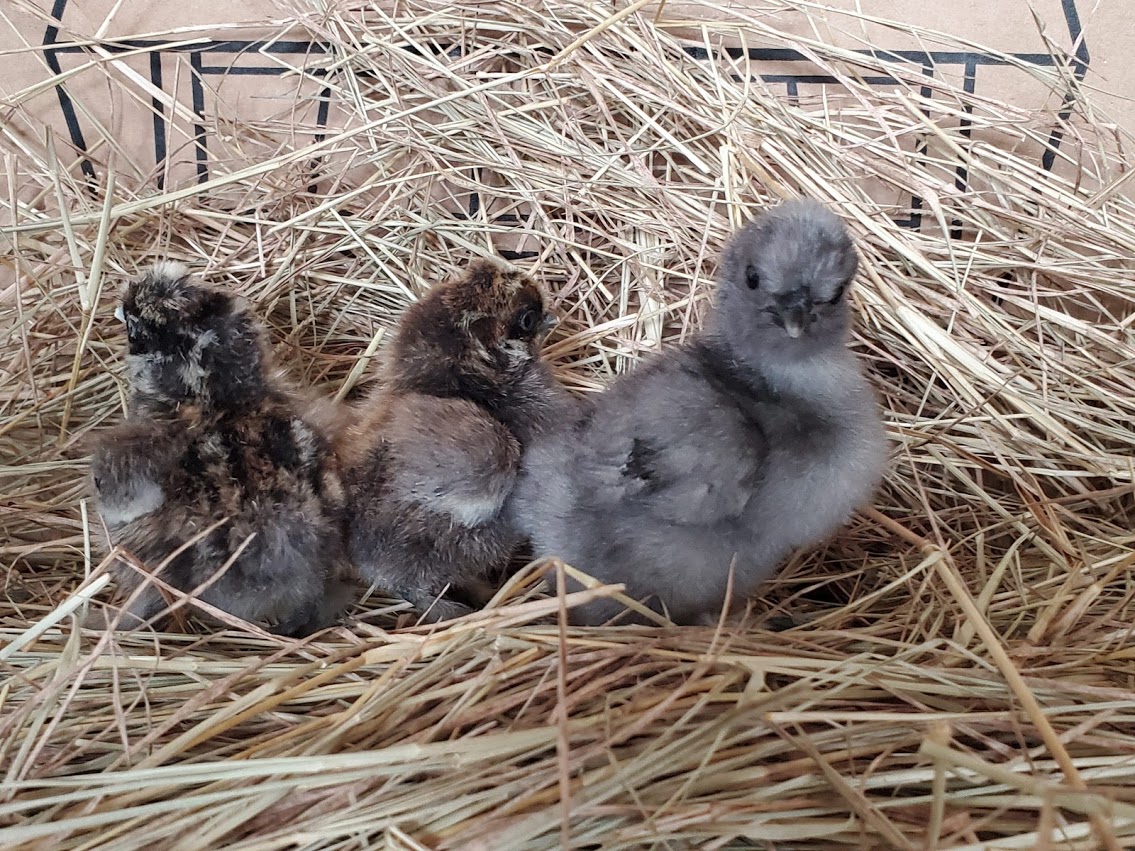 Silkies – Sandlin Farms