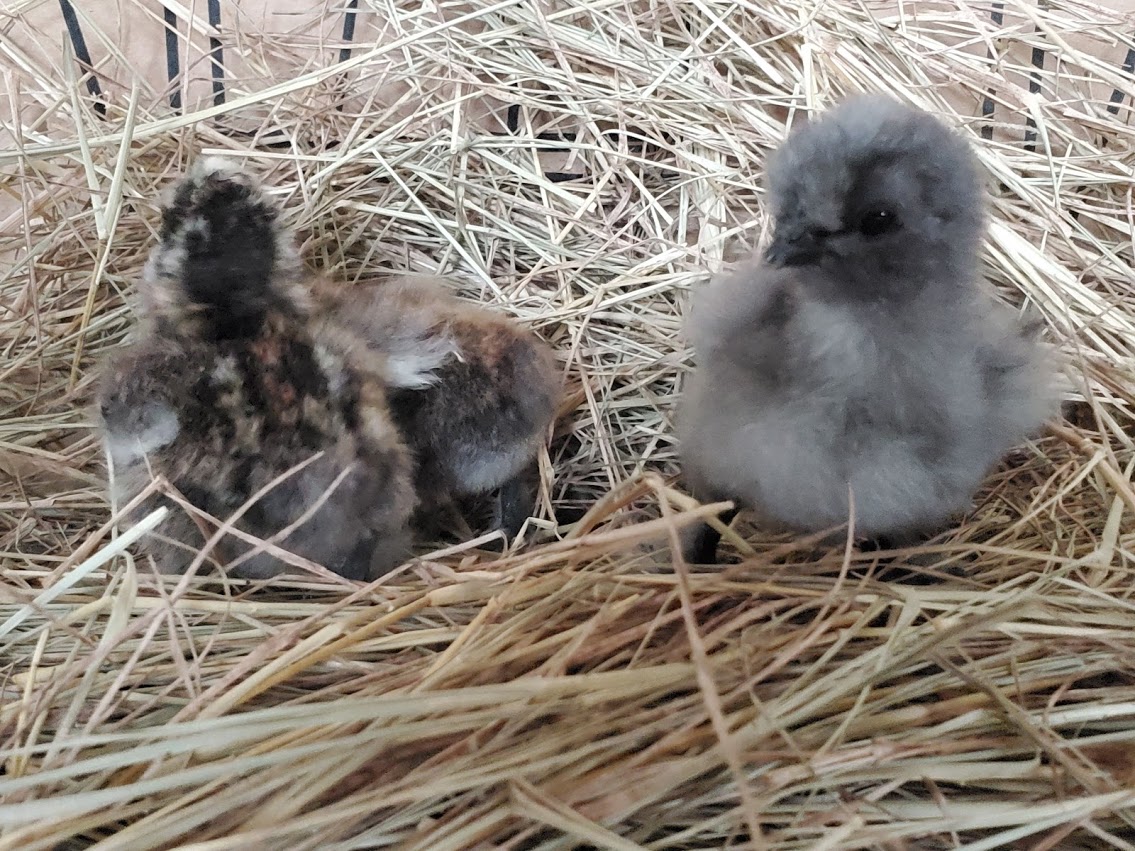 Silkies – Sandlin Farms