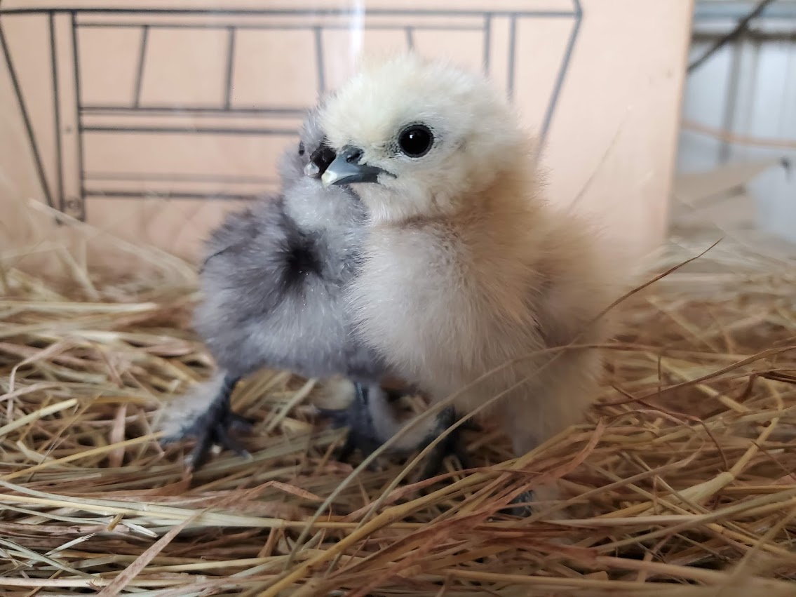 Silkies – Sandlin Farms