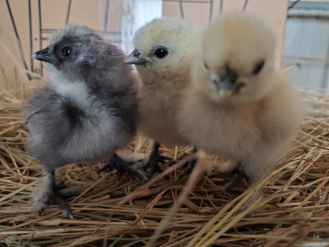 Silkies – Sandlin Farms