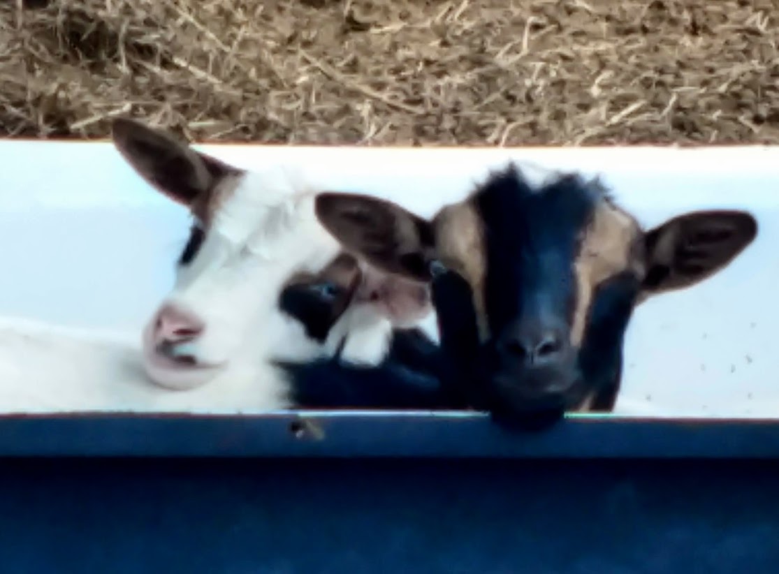 Nigerian Dwarf Goats – Sandlin Farms