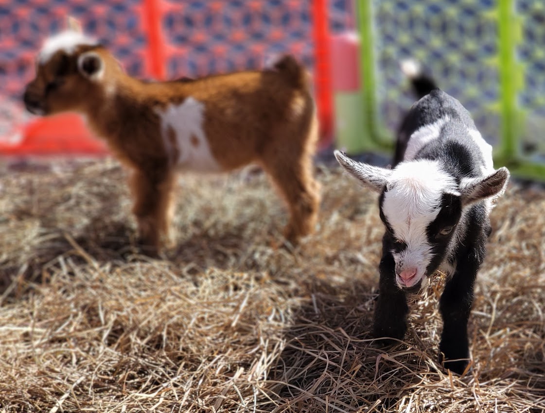 Nigerian Dwarf Goats – Sandlin Farms