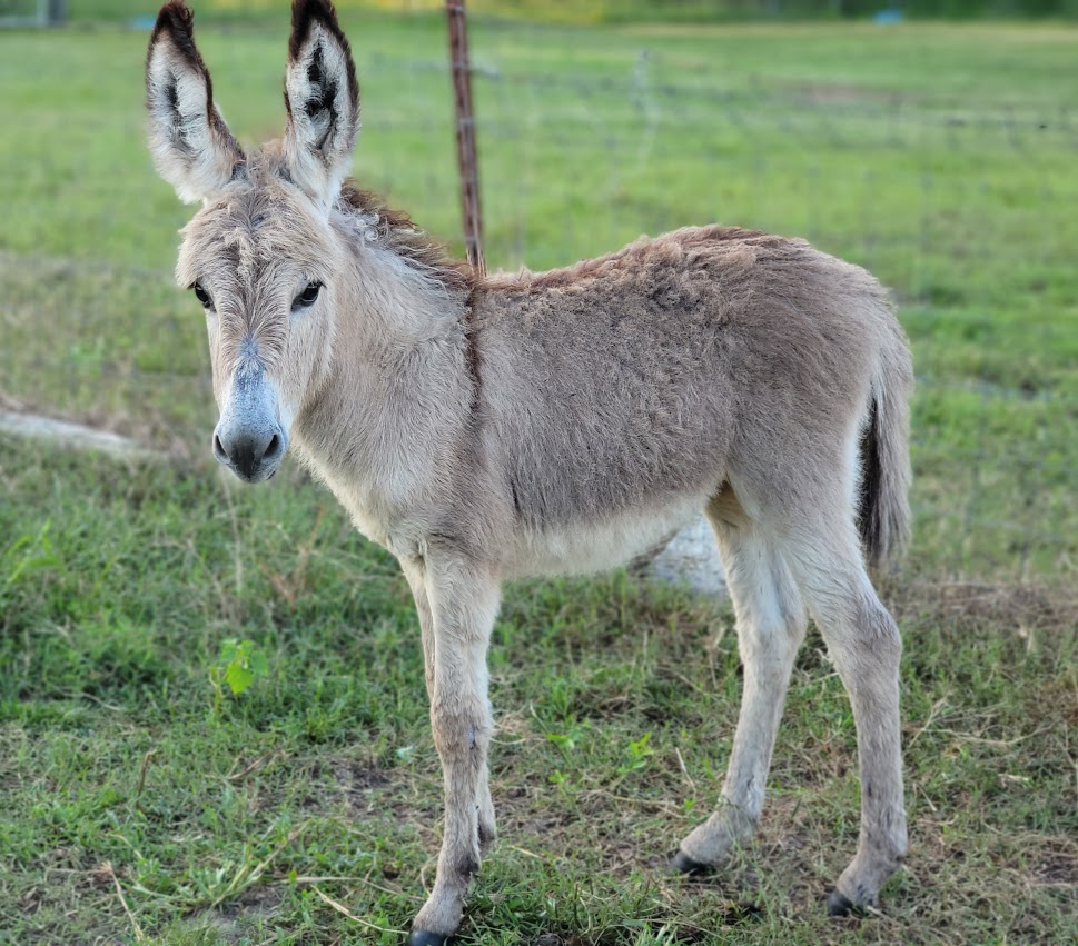 Donkeys and Mules – Sandlin Farms