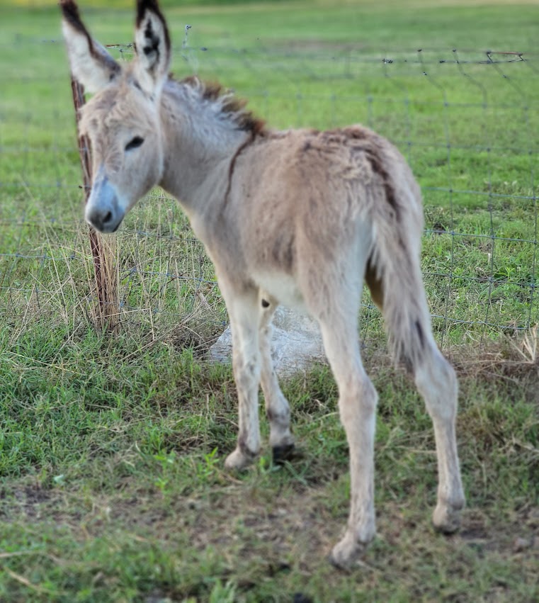 Donkeys and Mules – Sandlin Farms