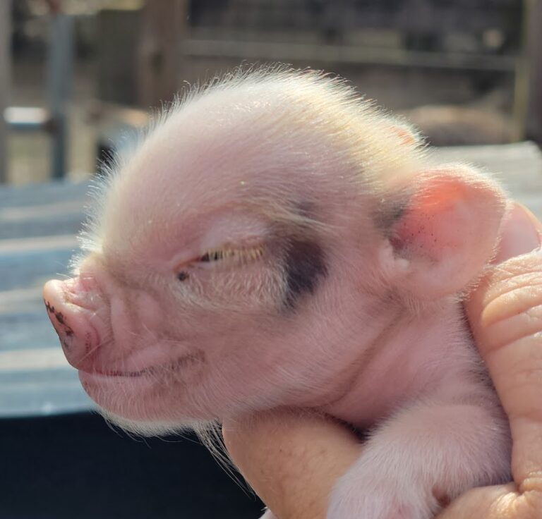 Miniature Juliana Pigs – Sandlin Farms