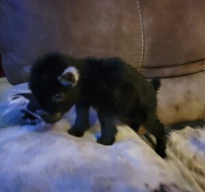 Nigerian Dwarf Goats – Sandlin Farms