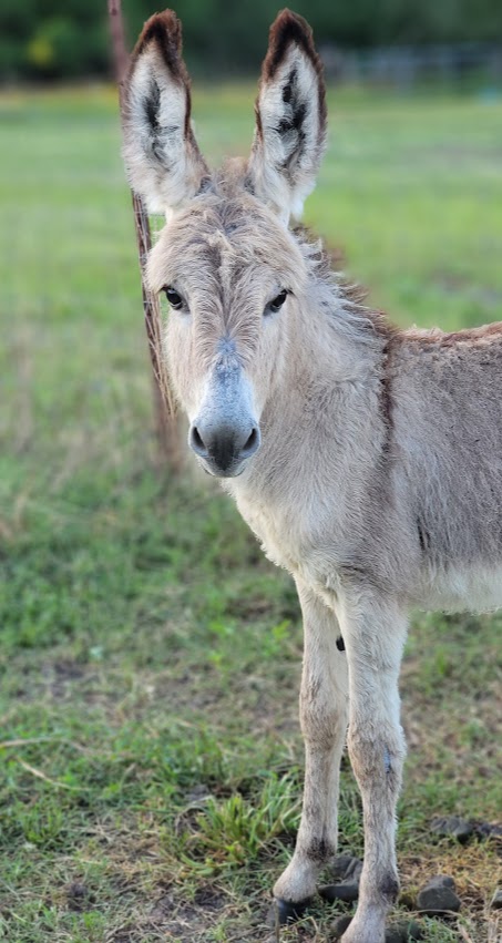 Donkeys and Mules – Sandlin Farms