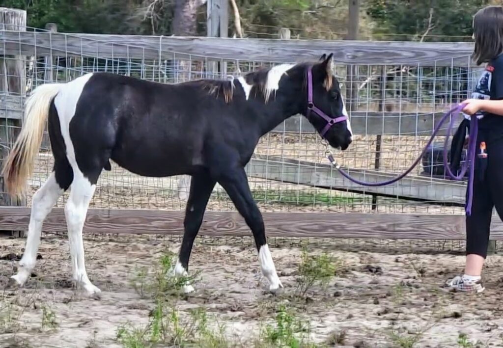 Horses For Sale – Sandlin Farms