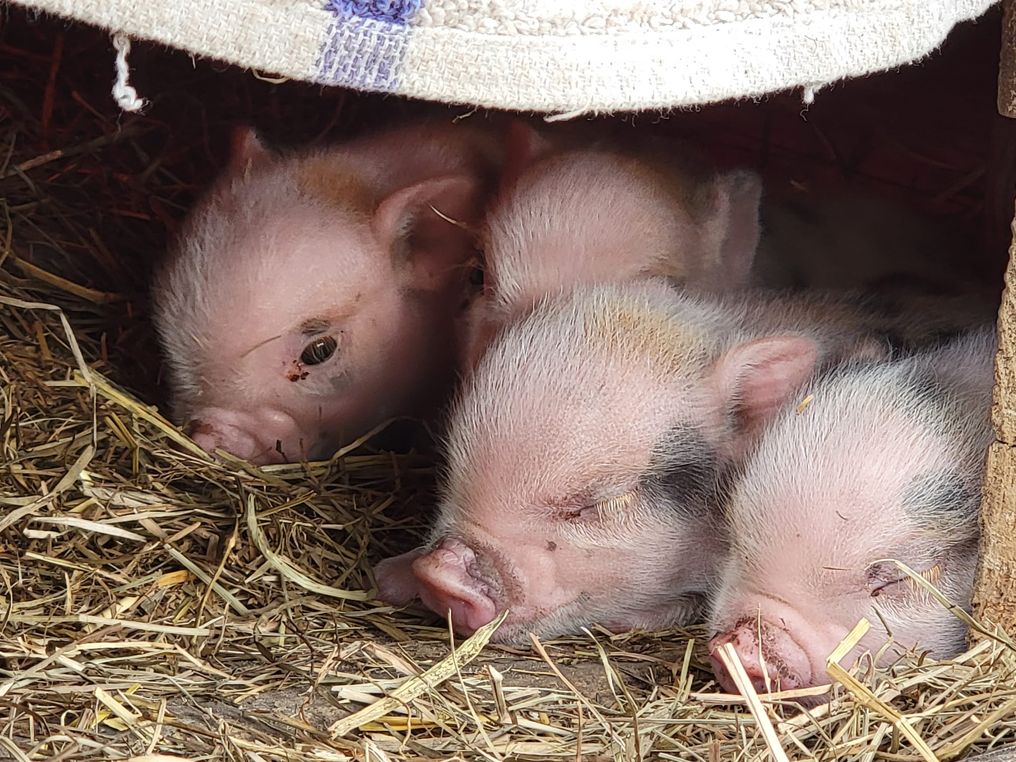 Miniature Juliana Pigs For Sale – Sandlin Farms