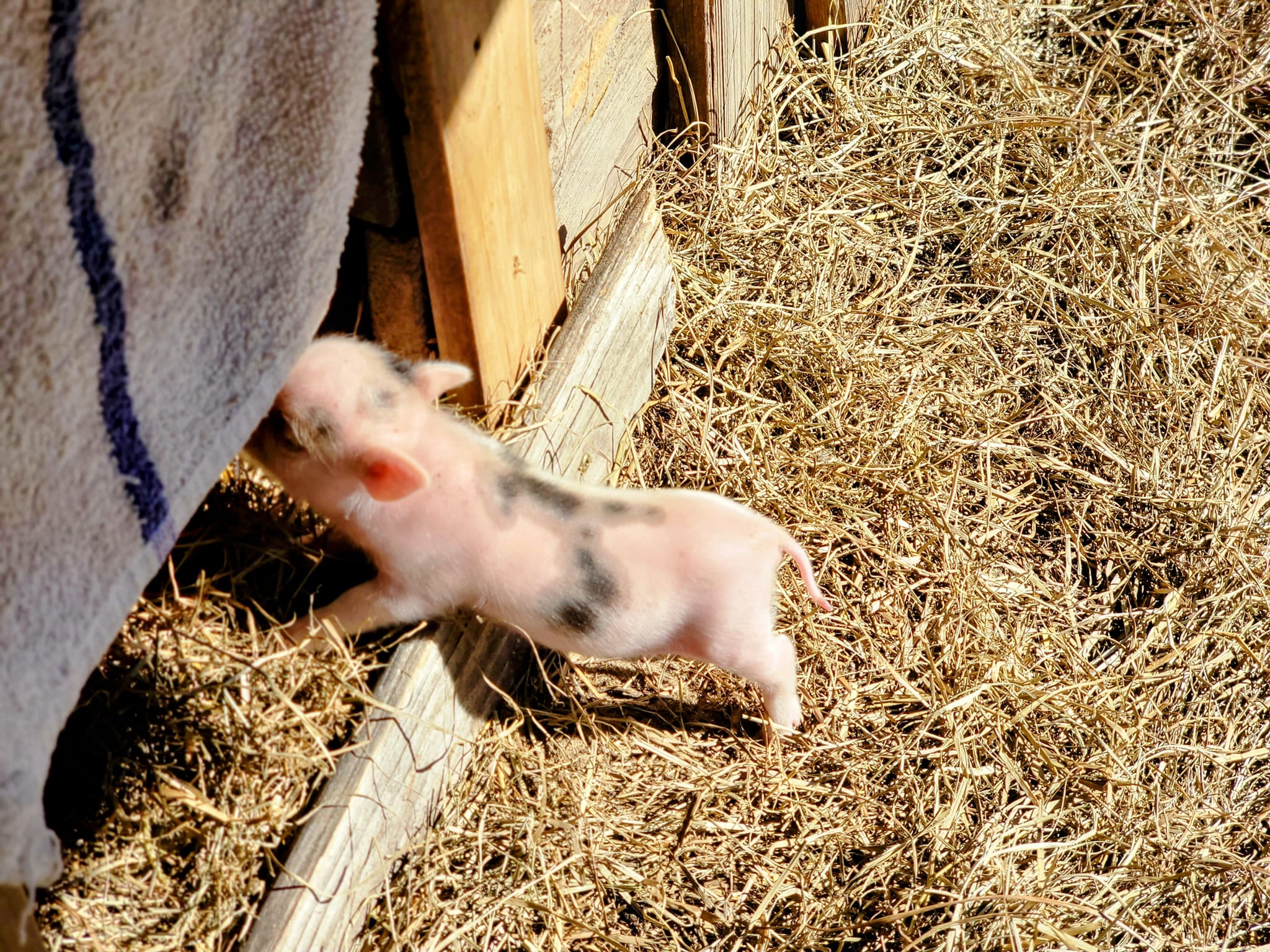 Miniature Juliana Pigs For Sale – Sandlin Farms