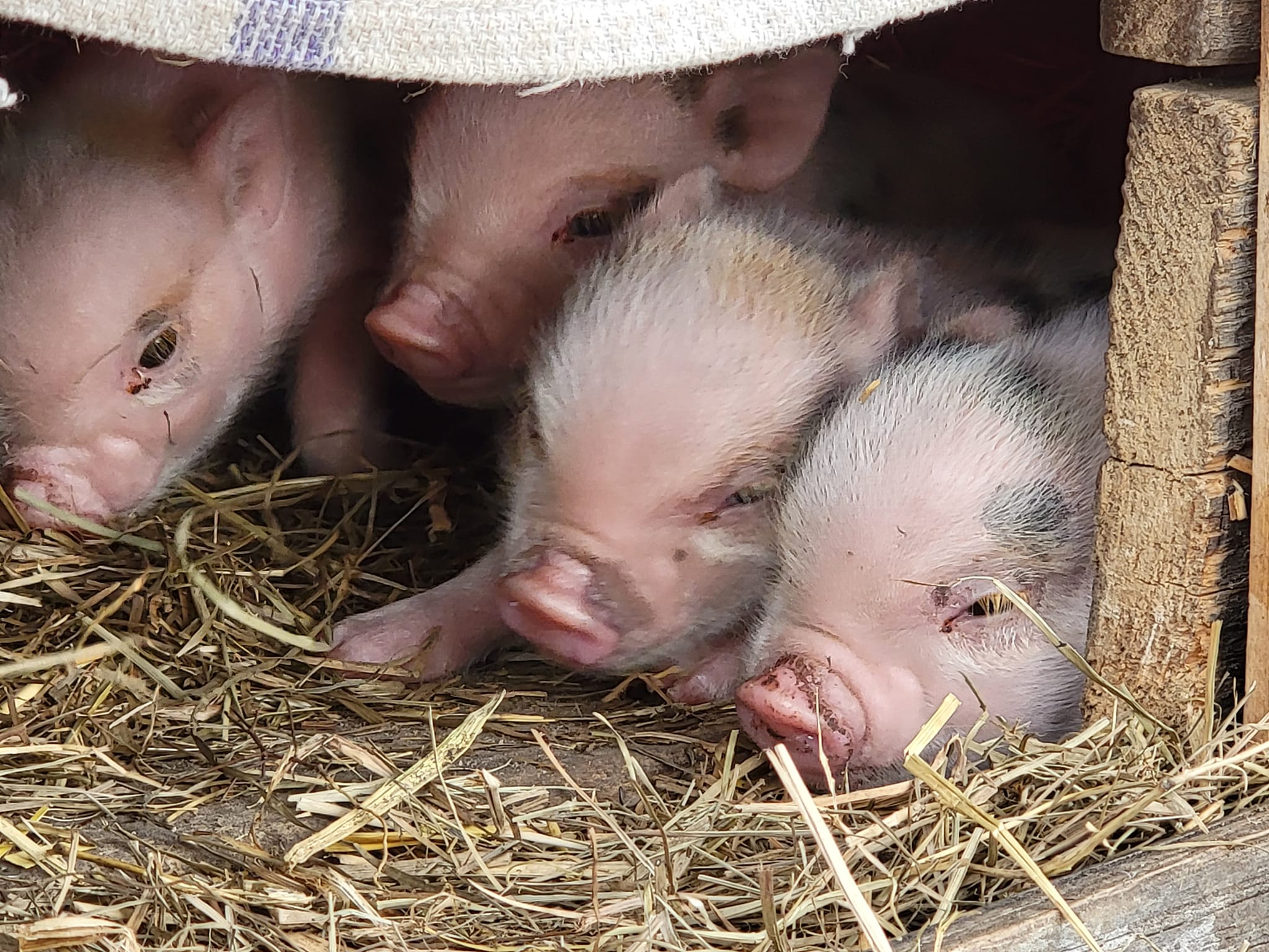 Miniature Juliana Pigs For Sale – Sandlin Farms